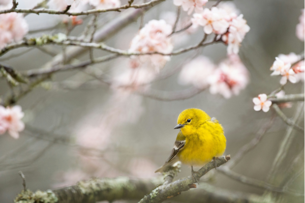 Spring Forward: 5 Ways to Embrace Renewal & Growth this month - Maeve ...